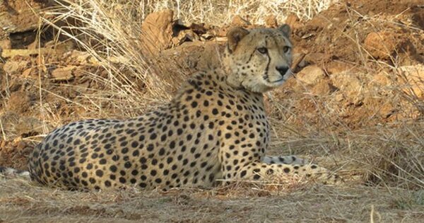 Namibian cheetah Shaurya passes away at Kuno, post-mortem to determine cause