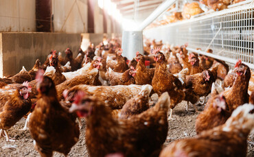 Food production must by recognised as part of UK 'critical ...