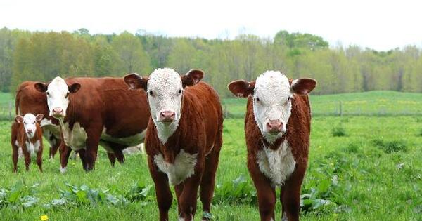 USDA: Cow-to-cow transmission spreads bird flu