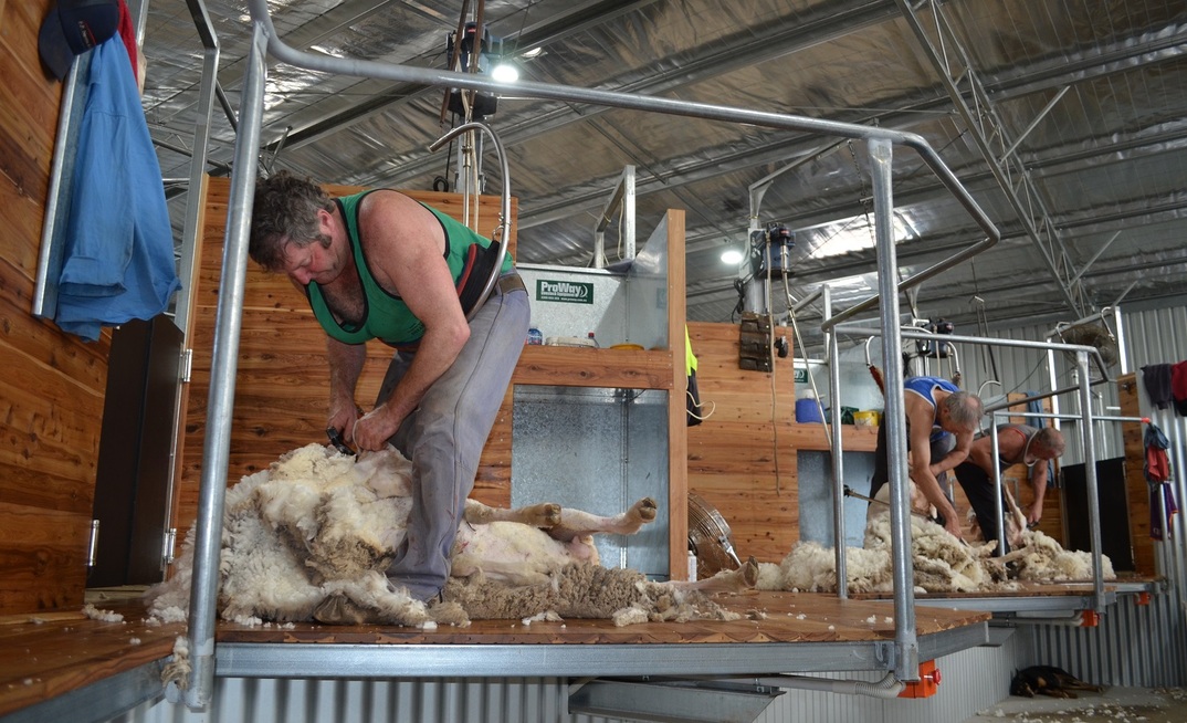 New best practice guide for shearing sheds