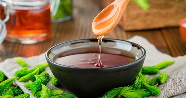 How to make Russian Spruce Syrup full of vitamin C (RECIPE)