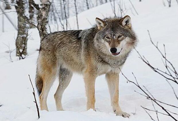 Award offered for information on killing of 3 gray wolves in Oregon