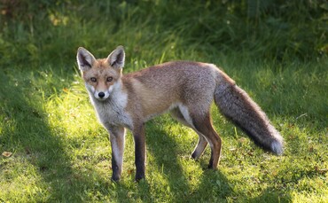 Rural Scotland 'ignored' as Government confirms ban on humane cable ...