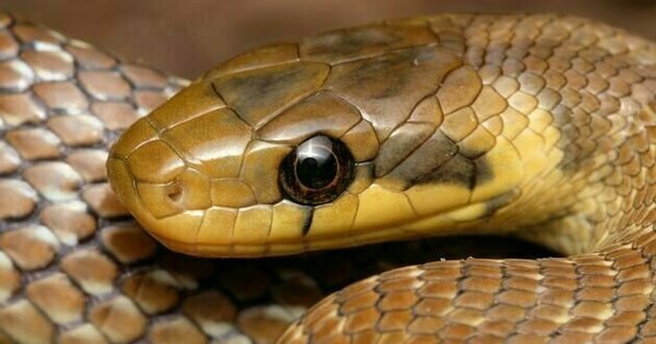 Britain has a new snake species - should climate change mean it is ...