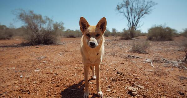 Mining pays the NT's bills