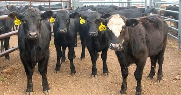 Bird flu virus detected in beef from an ill cow, USDA calms fears
