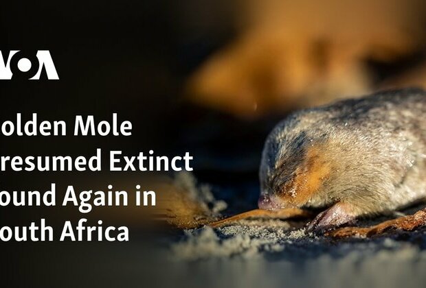 Golden Mole Presumed Extinct Found Again in South Africa