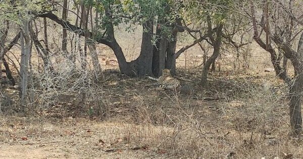 Female Cheetah Asha spotted roaming around Kuno Park's border while ...