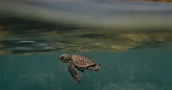 Award-winning Indian documentary 'Turtle Walker' to be screened at UNOC ...