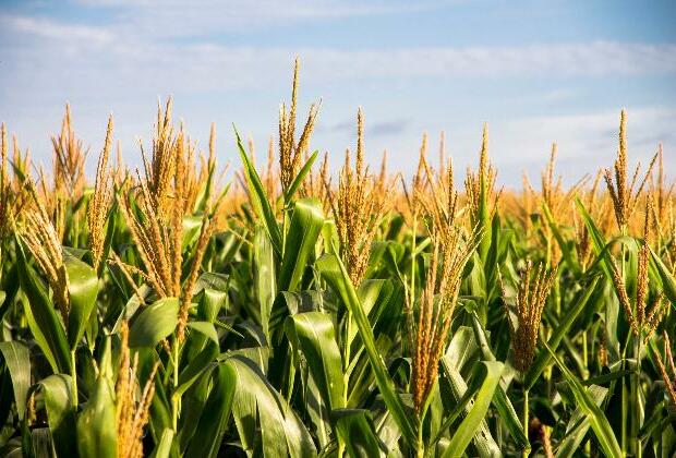US seeks party to mediate Mexico's ban on genetically modified corn