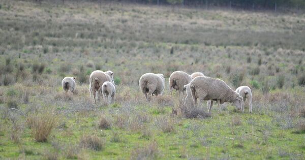 Processors squeezed by record sheep and lamb prices