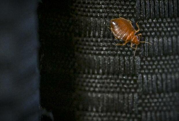 Bed bugs in Ventura hotel lead to $2-million jury ruling for bitten guests
