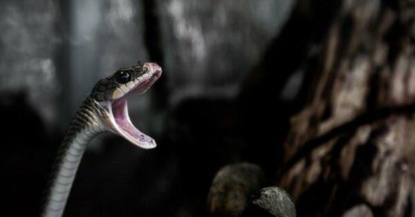 Scientists discover three new ground snake species in Ecuador