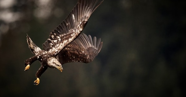 Raptor keen to swoop on Canadian copper plays