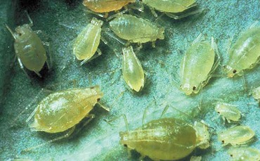 Unprecedented levels of aphids threaten beet crops | Farm News ...