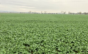 Latest AHDB Recommended List sees yield leap across new oilseed rape ...