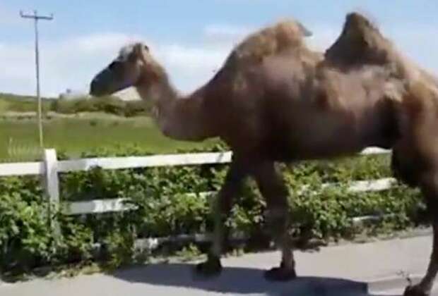 Camel spotted strolling around warm Irish village