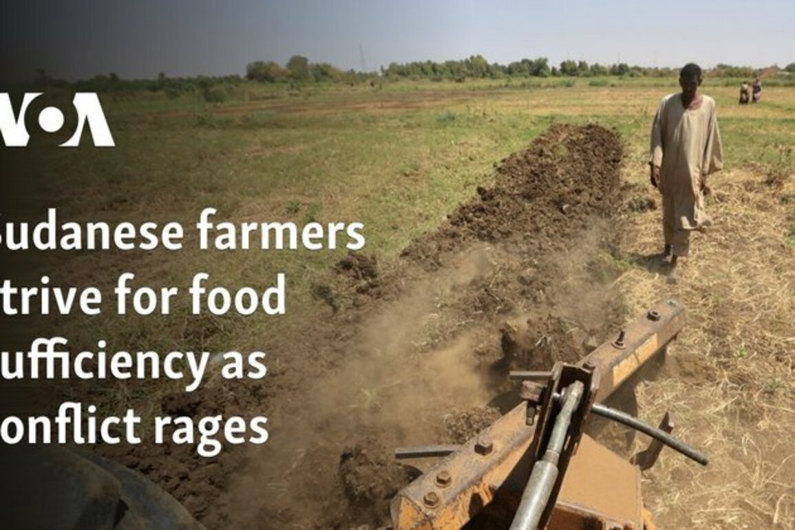 Sudanese farmers strive for food sufficiency as conflict rages