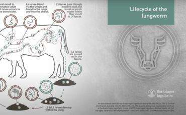 Animated LIFECYCLE of the Lungworm | 51AV视频News | Farmers Guardian