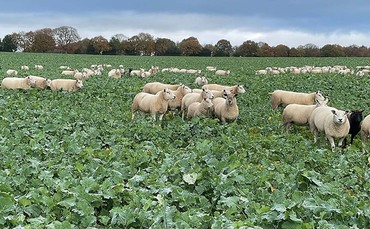Farming with nature: Grazing OSR crops without compromising yield ...