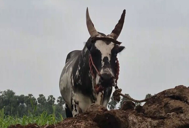Elderly man killed, 27 injured during bull race at Pongal festival in ...