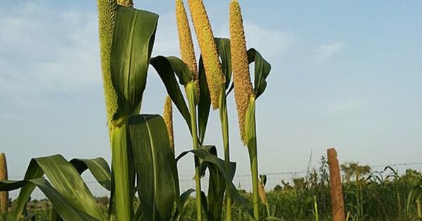 Govt comes out with action plan to promote millet export, value-added ...