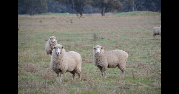 MLA reports challenging year for sheep and lamb producers