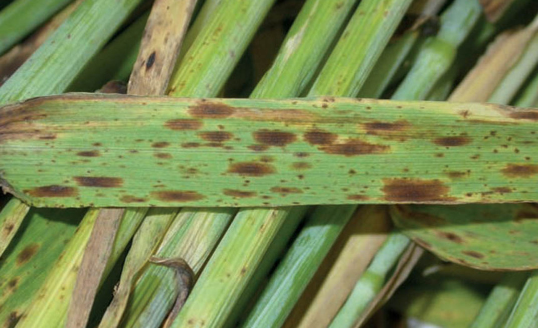 Managing barley diseases lies in a correct diagnosis