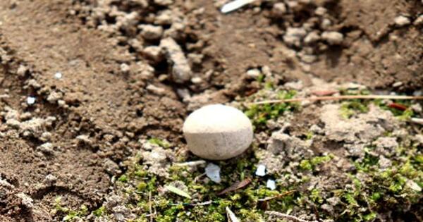 Discovery of musket balls brings alive an American Revolution battle