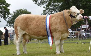 Simmental reigns supreme at Suffolk Show | Farm News | Farmers Guardian
