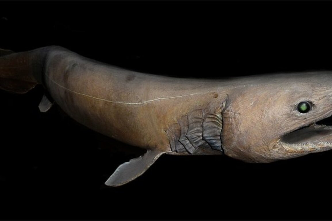Curious Kids: why do frilled sharks look more like sea snakes?