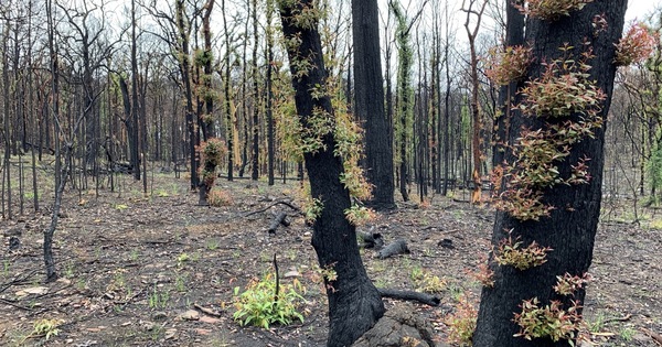 CSIRO Citizen Bushfire project launched