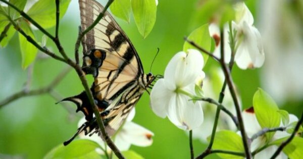 First global risk index for pollinators decline