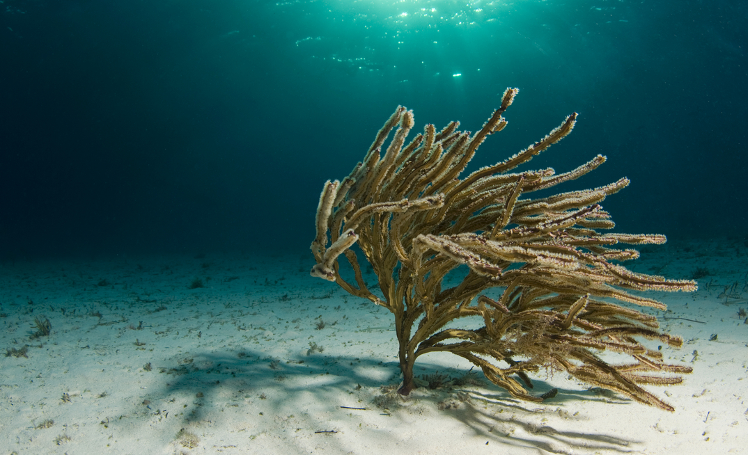 Deep sea tailings success