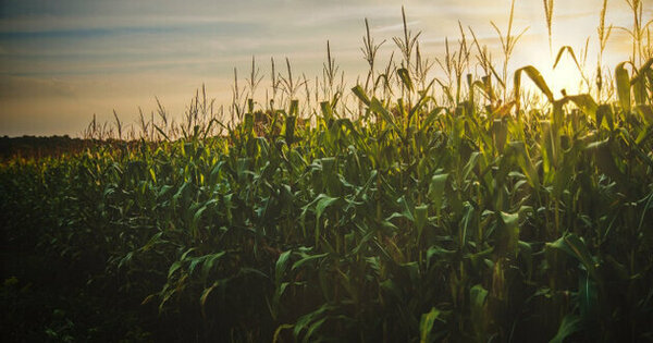 Corn Exports from Bulgaria Plunge Nearly Fourfold in Three Years