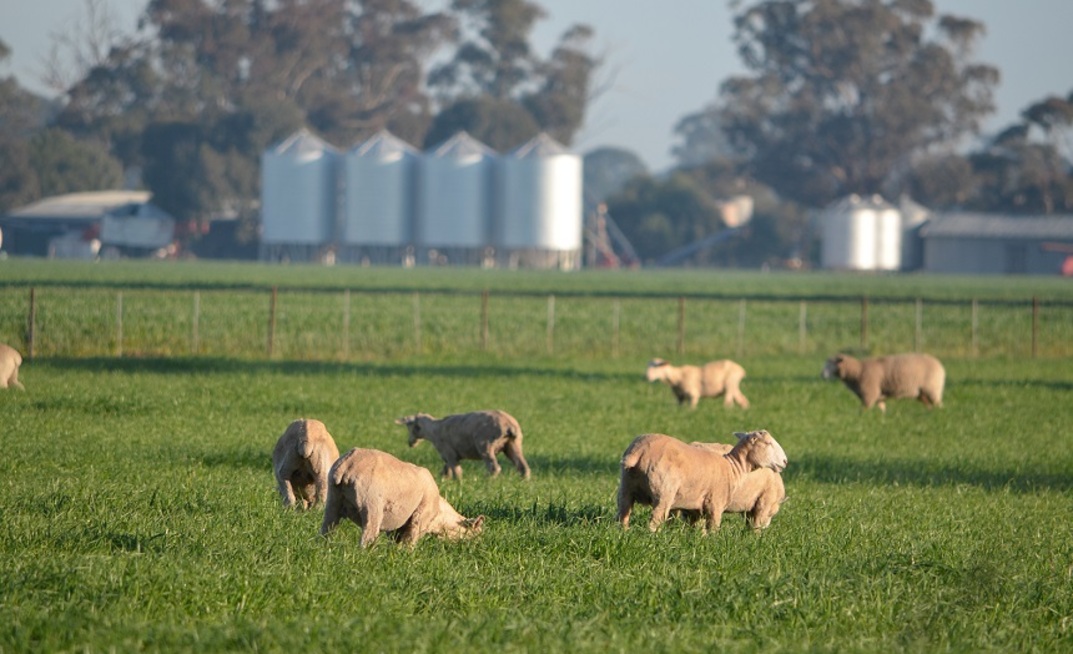 Research reveals non-Merino ewe condition scores for maximising lamb ...