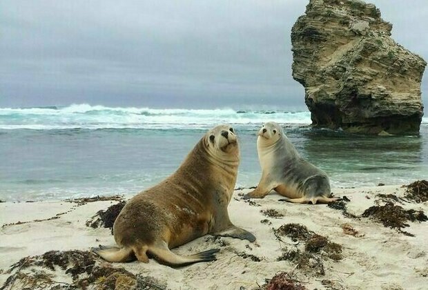 Sea lions wearing cameras and trackers map new habitats