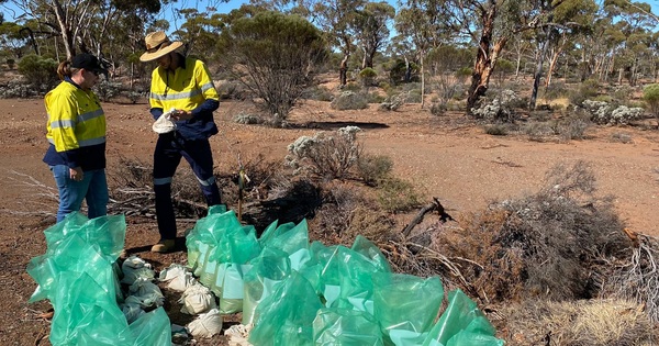 KalGold sees Rebecca-style potential at La Mascotte