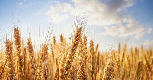 Rabi crop sowing in India exceeds 632 lakh hectares