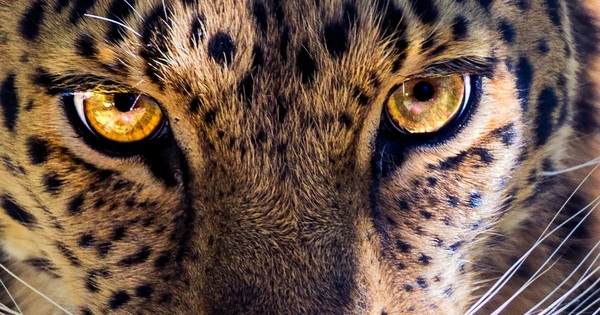 Centaurus boasts of Jaguar's increased size