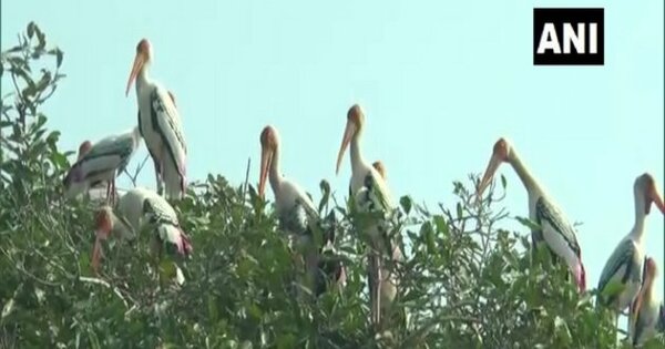 Migratory birds arrive in Odisha's Paradeep city