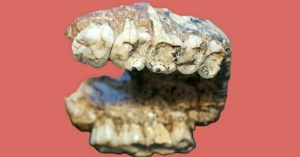 2-million-year-old pitted teeth from our ancient relatives reveal ...