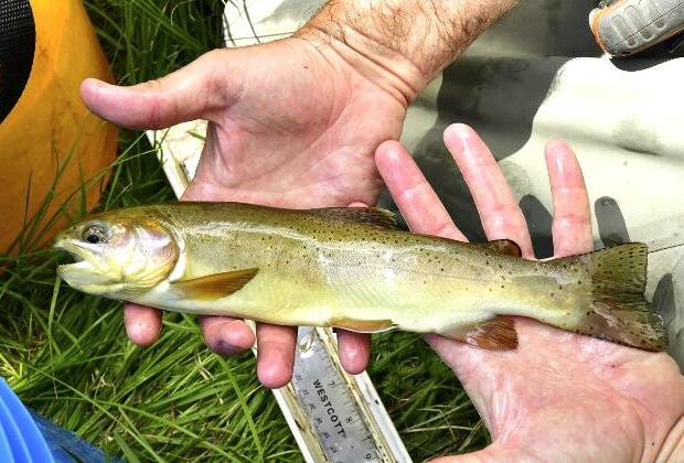 Once-endangered Apache trout species restored: US Interior Secretary