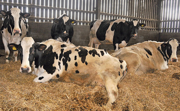 Dealing with downer cows | Farm News | Farmers Guardian