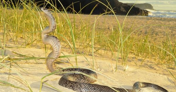 7 reasons Australia is the lucky country when it comes to snakes