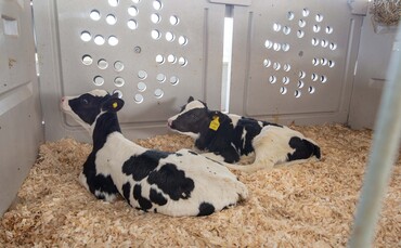 Housing calves in pairs can have positive impacts on calf disease and ...