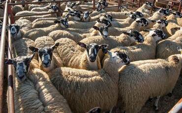 NSA SHEEP EVENT: Sheep societies gather to futureproof traditional ...