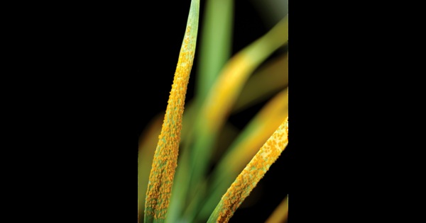 CSIRO breakthrough a boost to crop disease resistance