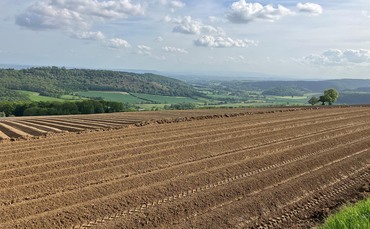 Seed potato protection product granted emergency approval | Farm News ...