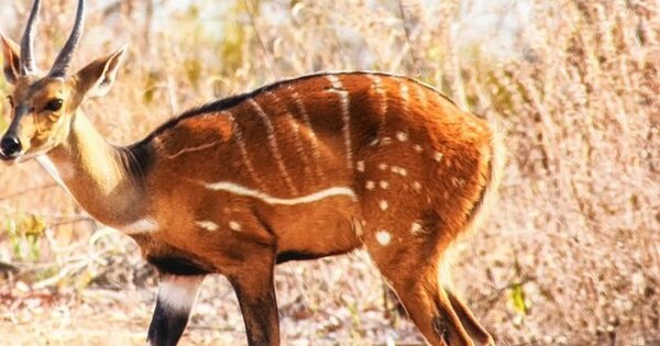 Meet the deer hunters of Ghana